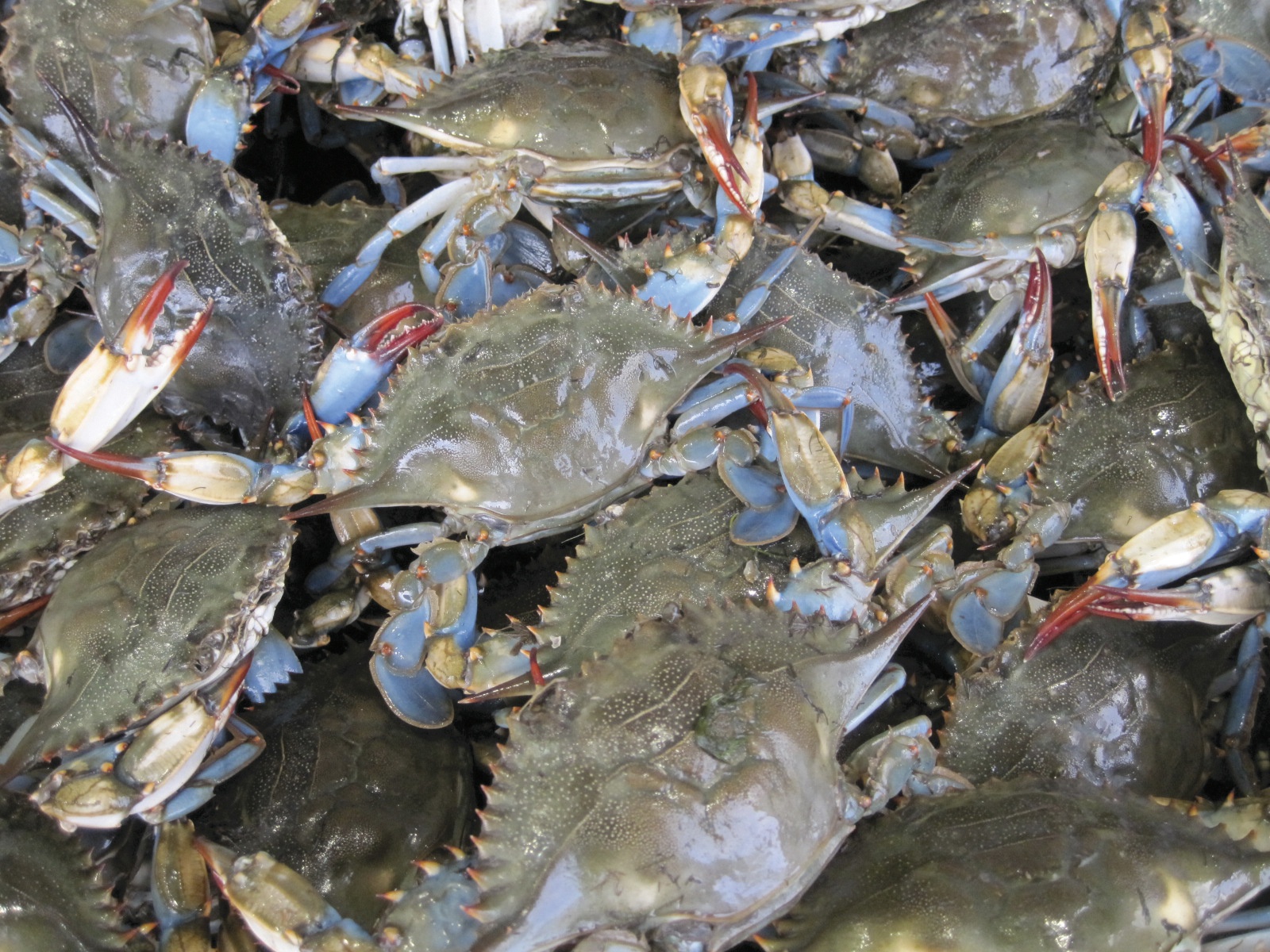 IMET scientists crack blue crab’s genetic code | imet