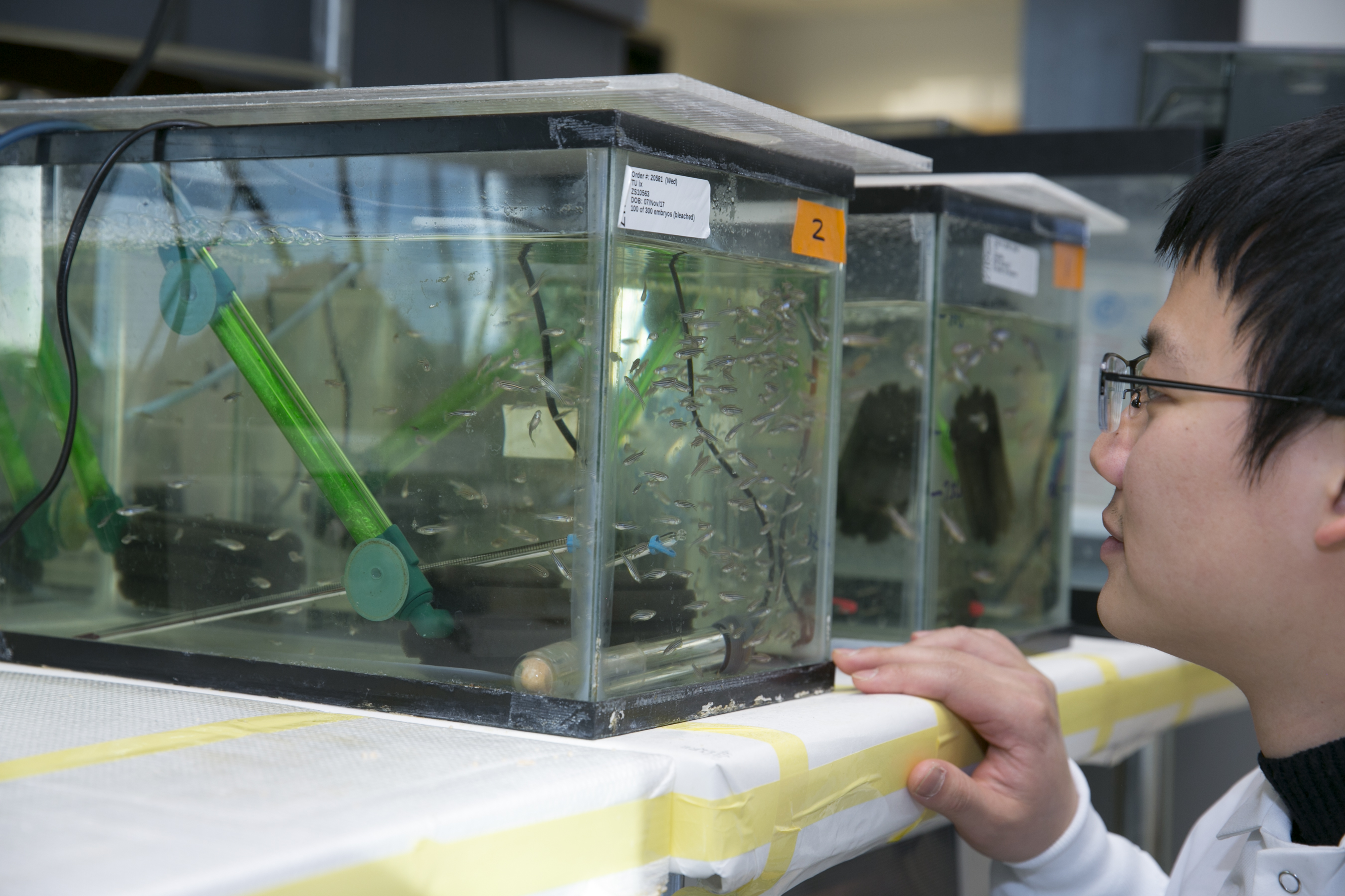 How do sterile fish improve the sustainability of aquaculture? | imet